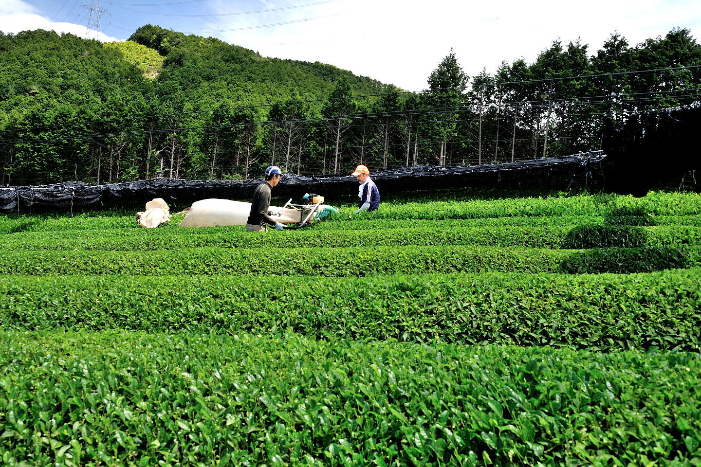 Japanese Tea Cultivars | Yabukita, Saemidori, and Asahi Explained | Tea ...
